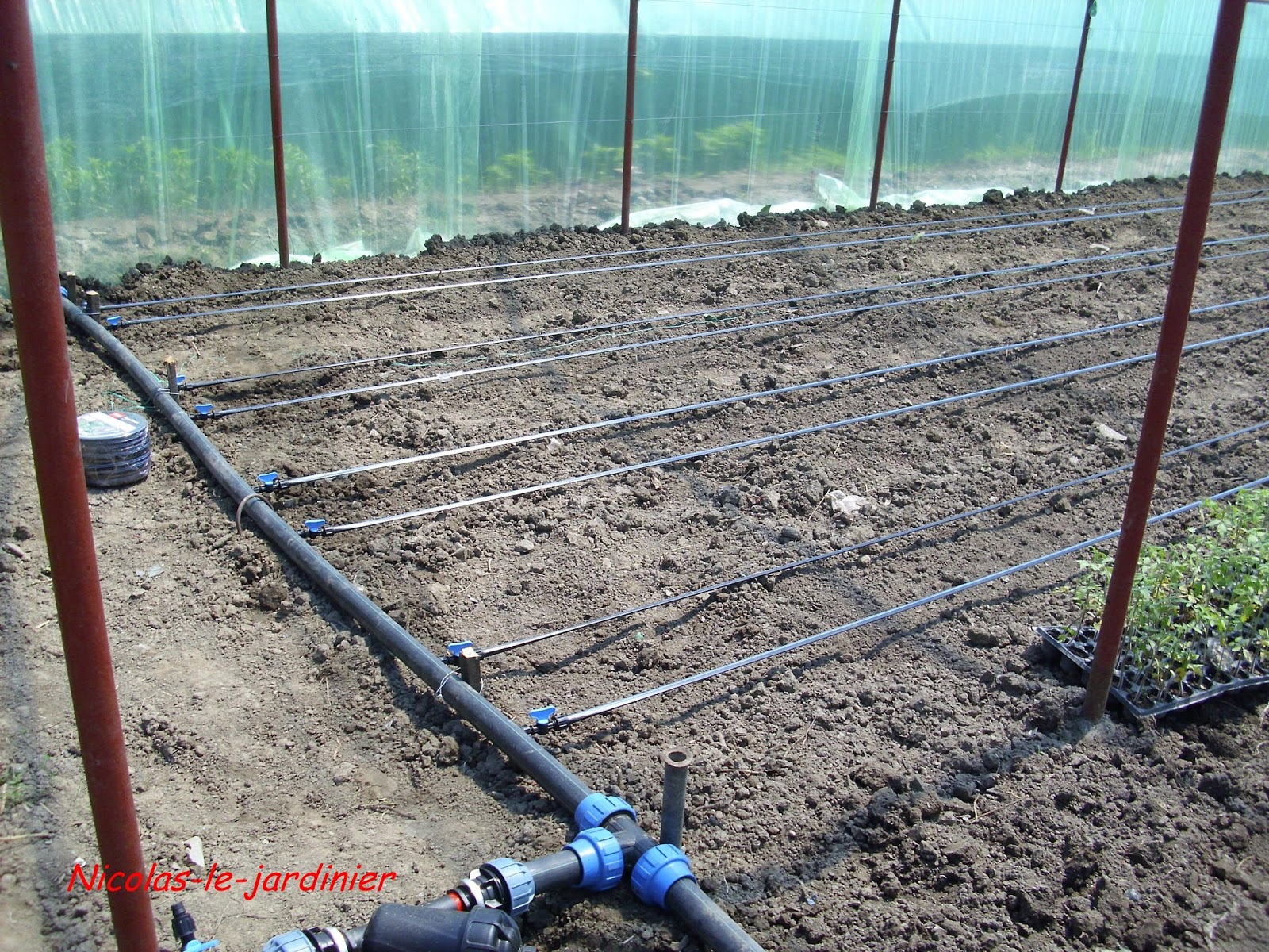 __ Nicolas _le_ jardinier __: Tomate Prekos F1 Cultura II - 4 zile de ...