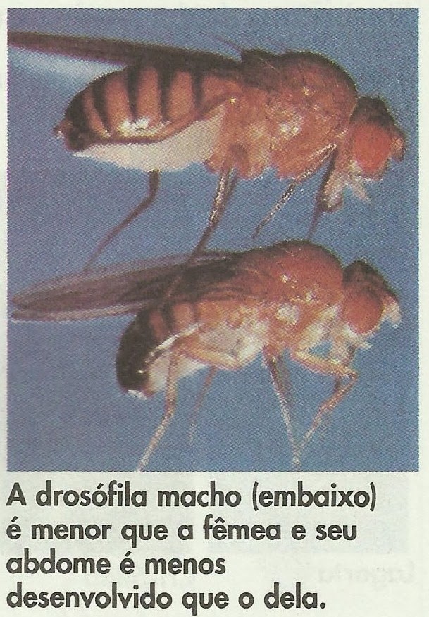 Segundo Ano Biologia: Insetos