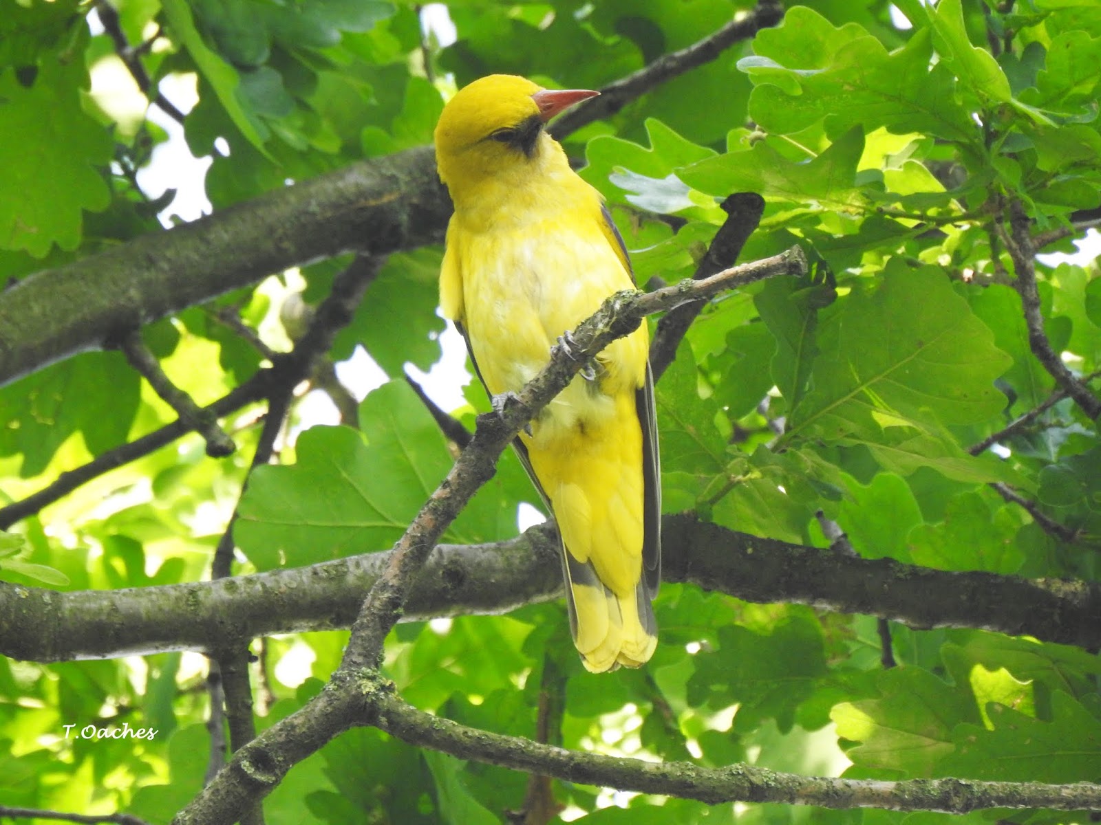 PASARI DIN ROMANIA: GRANGUR, Oriolus oriolus