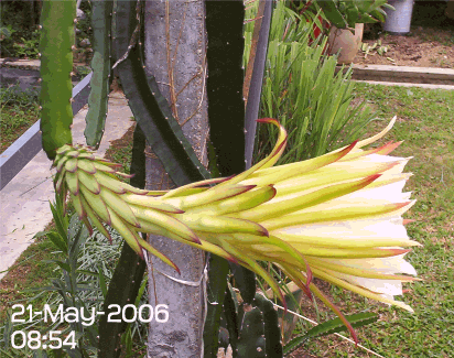 HamBa_aLLaH : Flos (Bunga)