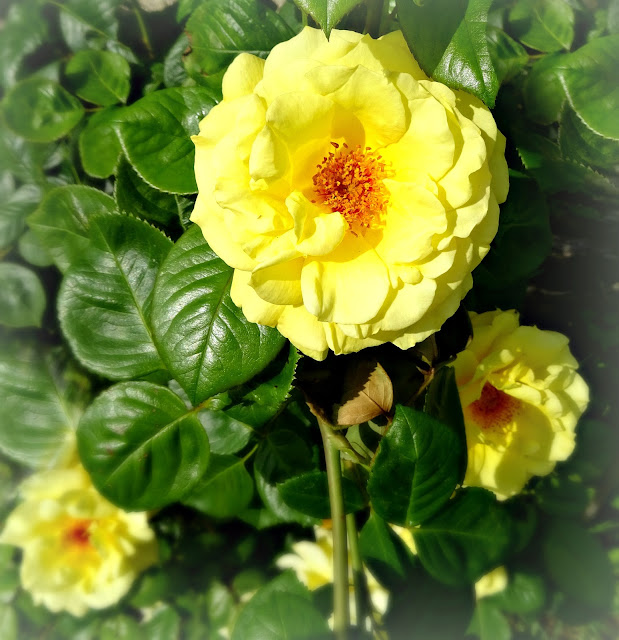 Een roos is een roos is een roos