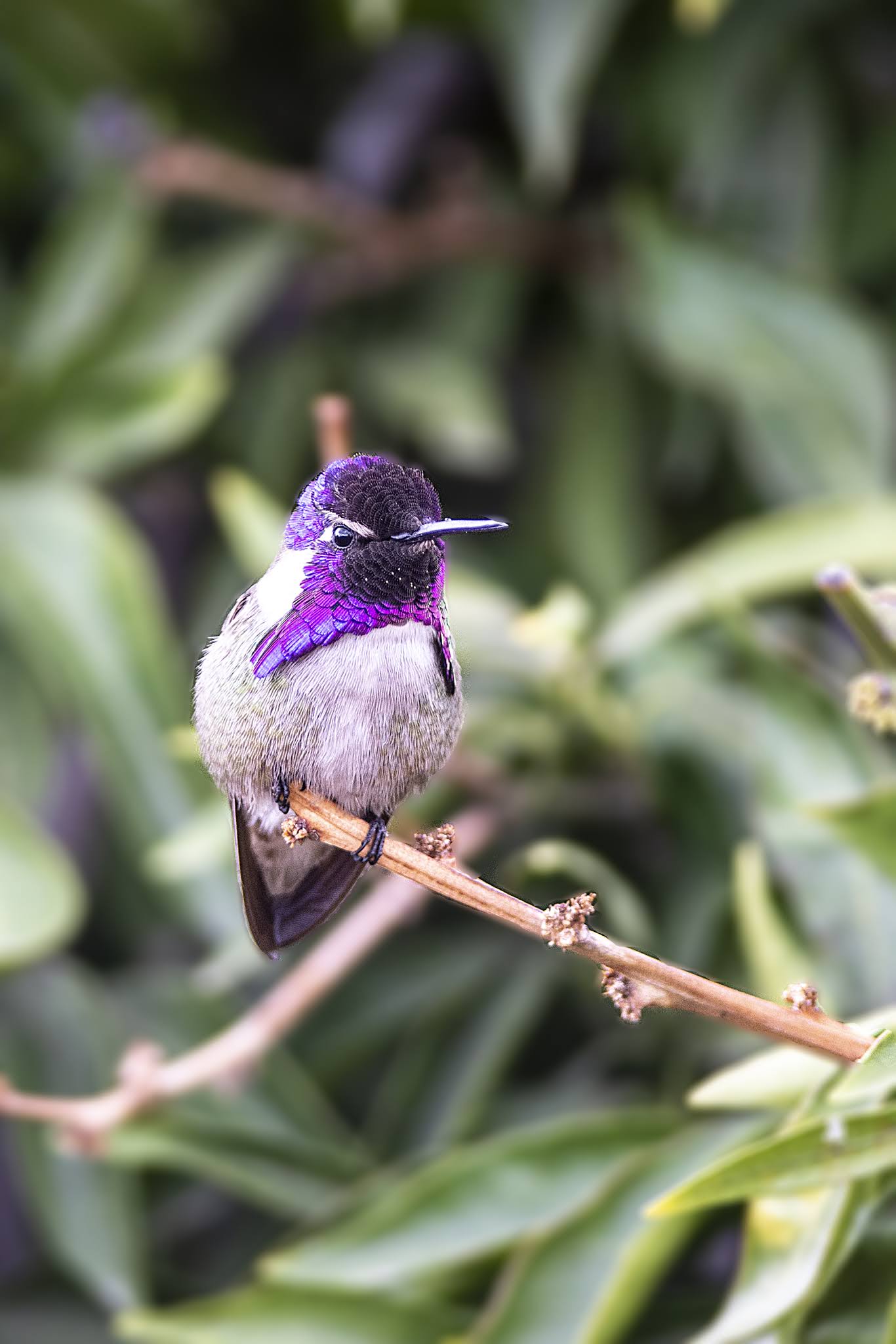 Alexander Woodruff Photography: Costa's Hummingbird
