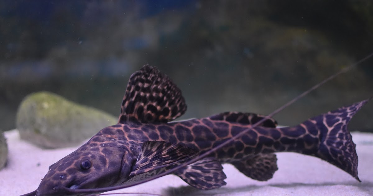 ZOOTOGRAFIANDO (6.100 ANIMALS): ACHARA COMÚN O YAQUE / COMMON ACHARA ...