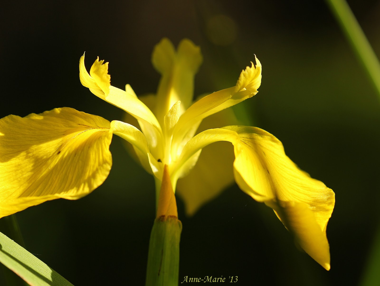 tuynvrouwe: Wilde bloemen en...........