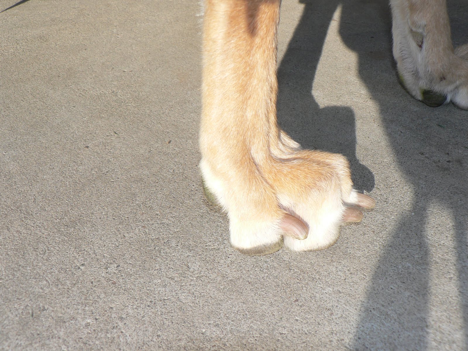 Aragon Greyhounds: Greyhound Feet