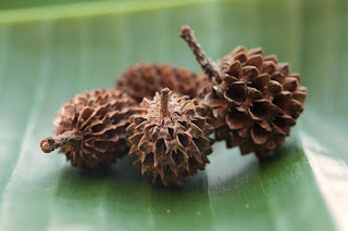 A la découverte...: GRAINE DE FILAO