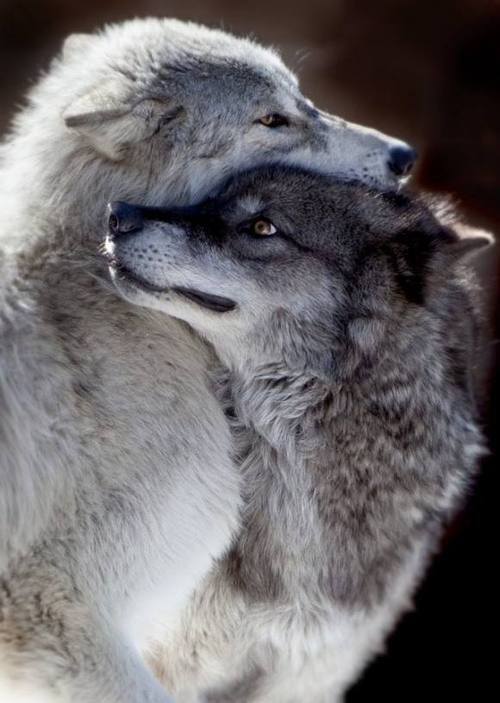 ANIMALS TIME : Wolf time (hora del lobo) Gallery 10