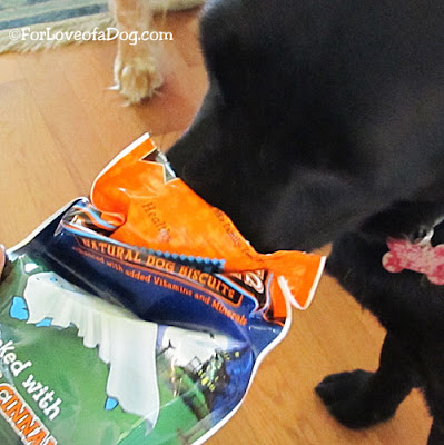 Talking Dogs at For Love of a Dog: Halloween @BlueBuffalo Boo Bars from ...