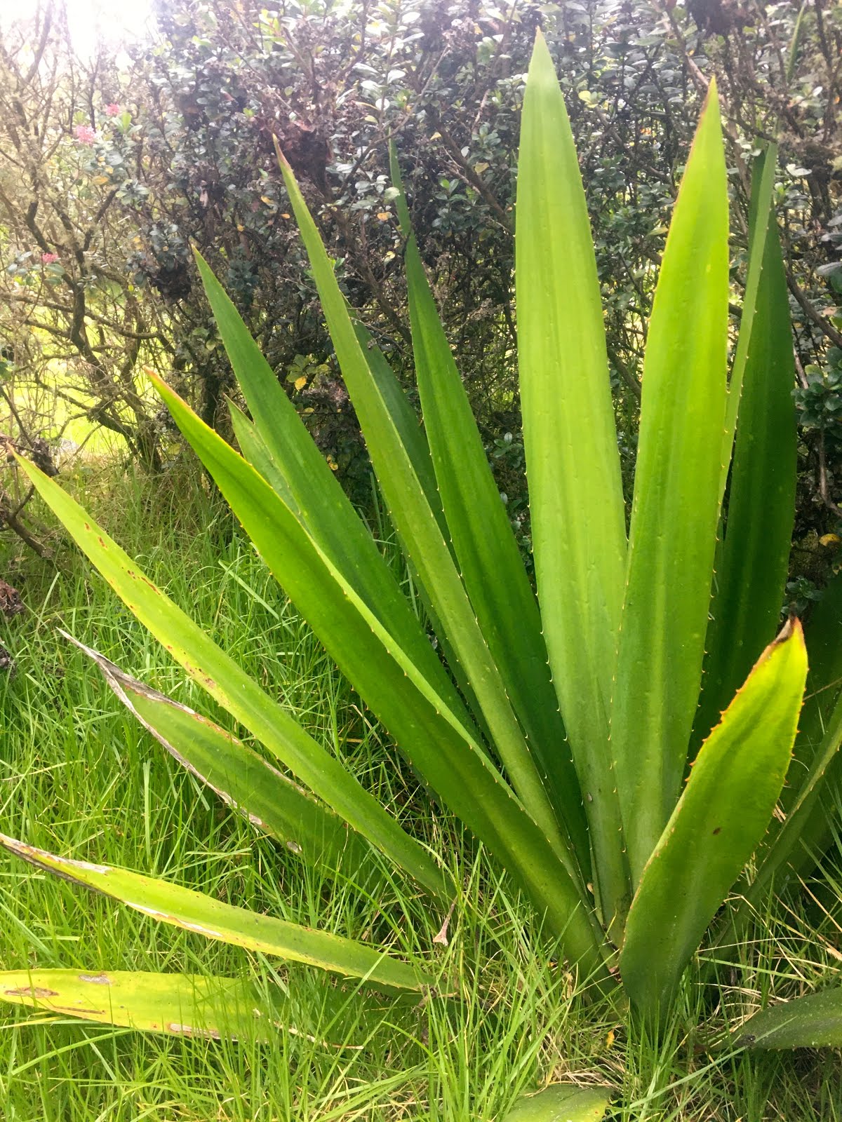 Backtoeden: 2020-09-13