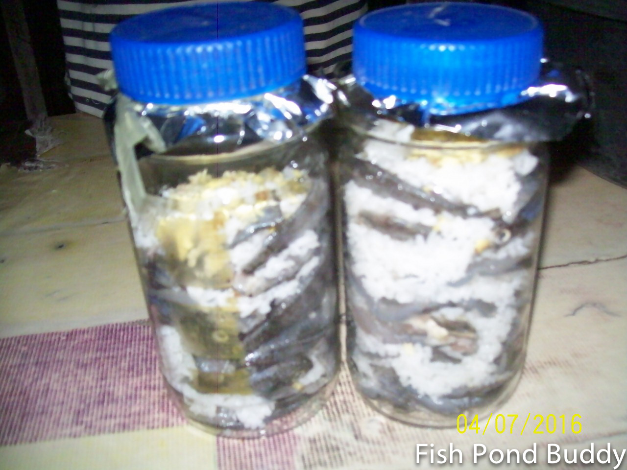 Fish Pond Buddy: How to Make Fermented Rice-Fish Mix ("Buro") at the ...