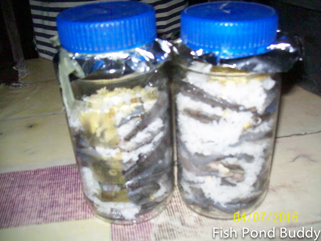 Fish Pond Buddy: How to Make Fermented Rice-Fish Mix ("Buro") at the ...