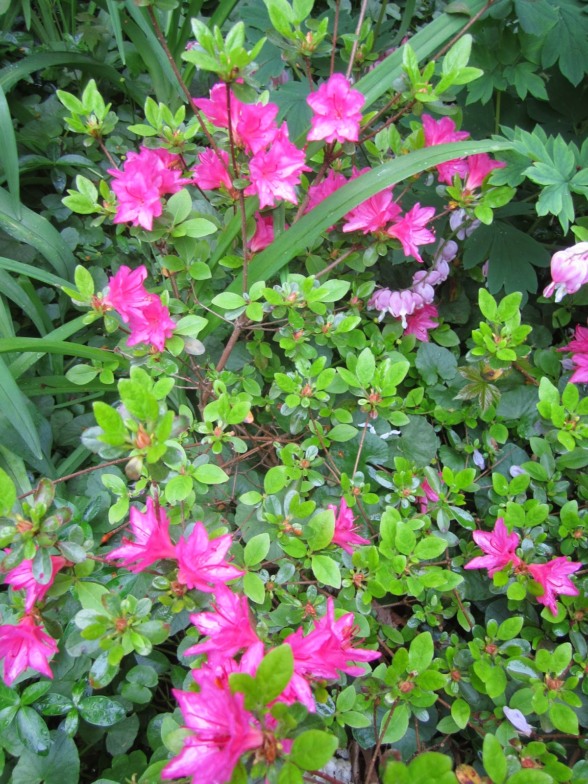 Jarvis House: Pretty in Pink Spring Flowering Shrubs 2014 in the Jarvis ...