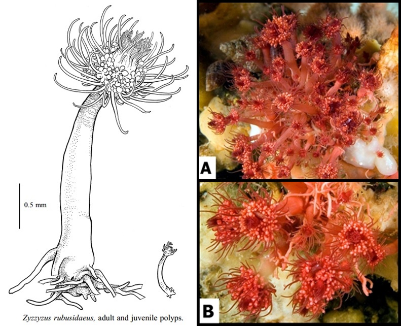 Species New to Science: [Cnidaria • 2013] Zyzzyzus rubusidaeus • a new ...