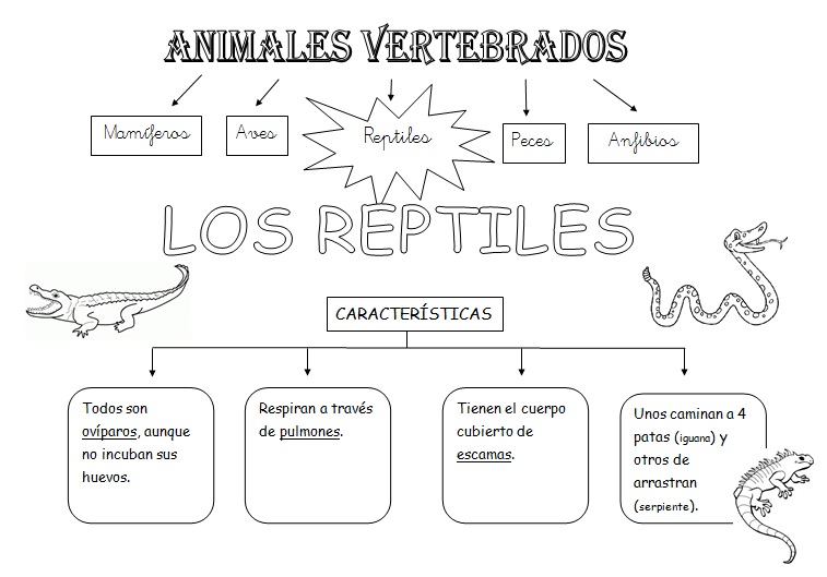 DANIELO TUTOR - BLOG DE 6º DE PRIMARIA : CIENCIAS NATURALES: UD 2 LOS ...