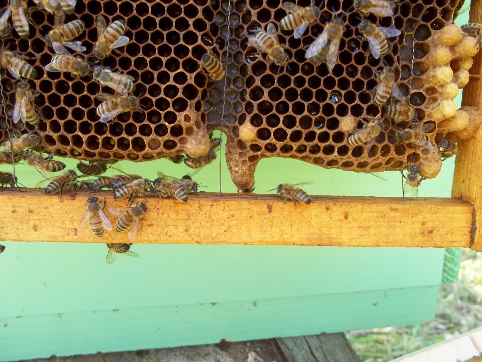 LE API E L'APICOLTURA - APIMANIA: Immagini di favi e covata