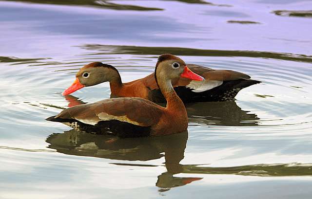 Hamparan Seni: Itik Mandarin