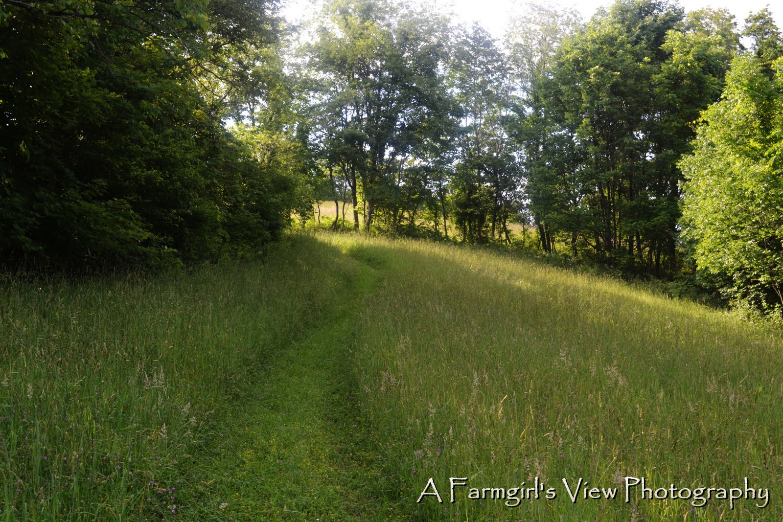 A Farmgirl's View: Walk with Me Thru My Walking Path Photo Album