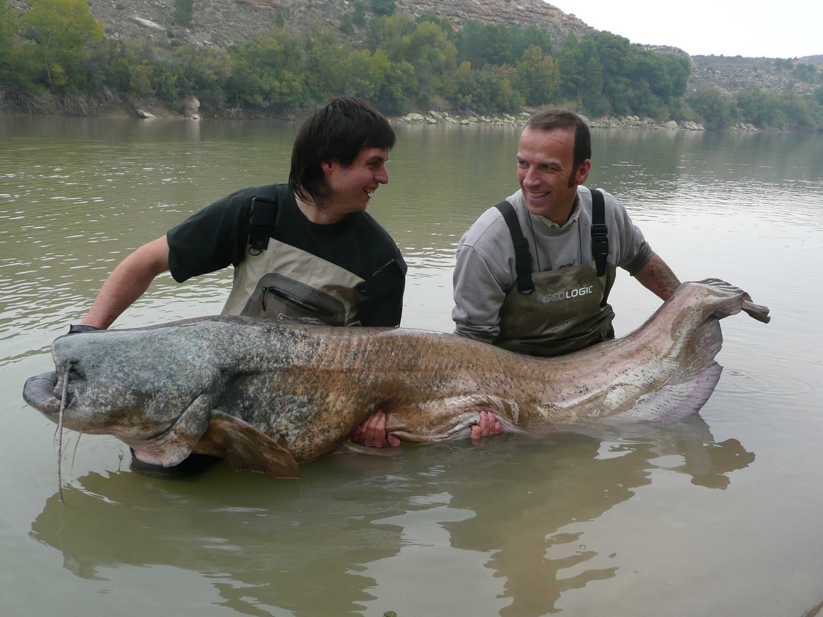 GUIDE DE PÊCHE DU SILURE ET DU SANDRE À MEQUINENZA: LA PÊCHE DU SILURES ...