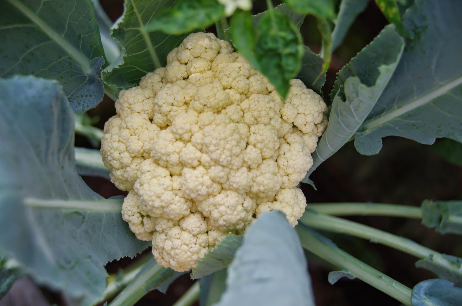 Trees and Plants: Cauliflower