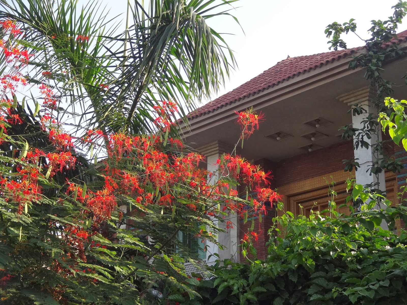 Plants of Lahore - Pakistan: Peacock flower- An ornamental strike to sight!