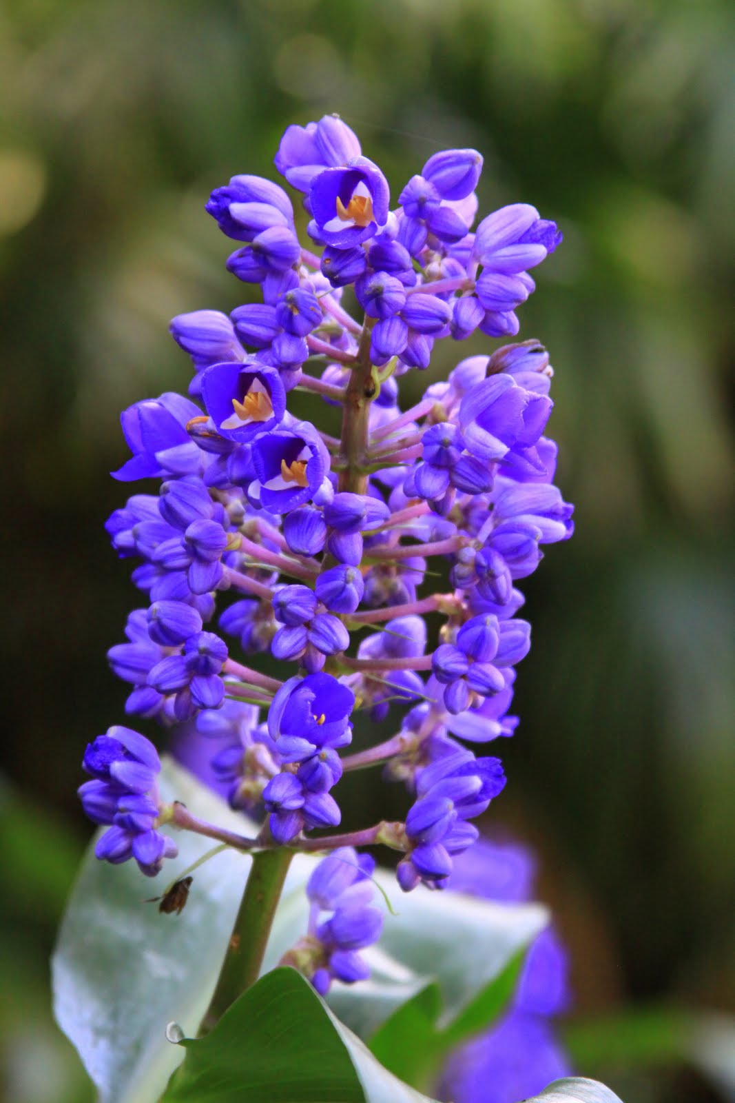 Flowers and Flour: Bok Towers