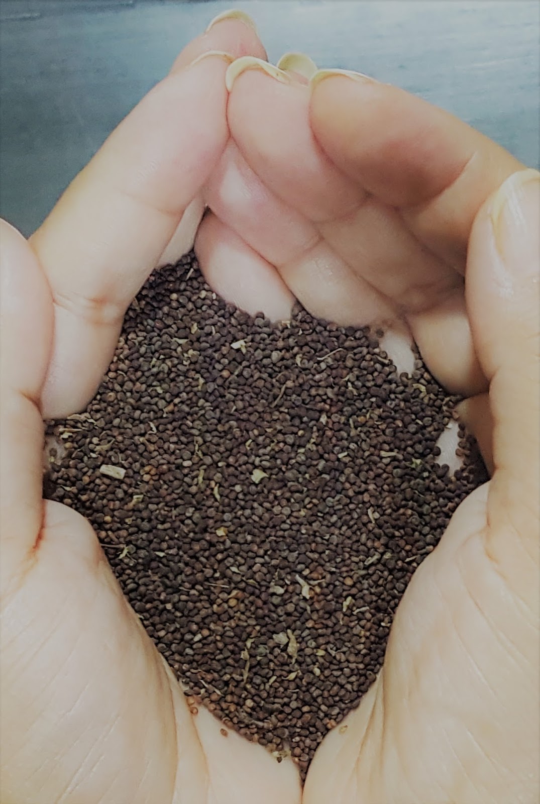 Rushina Munshaw Ghildiyal: Jakhiya - An essential spice in Garhwali ...