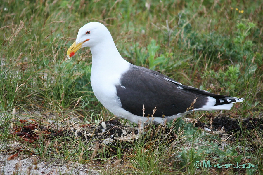 Le goéland marin | Musardage du côté de Trégunc