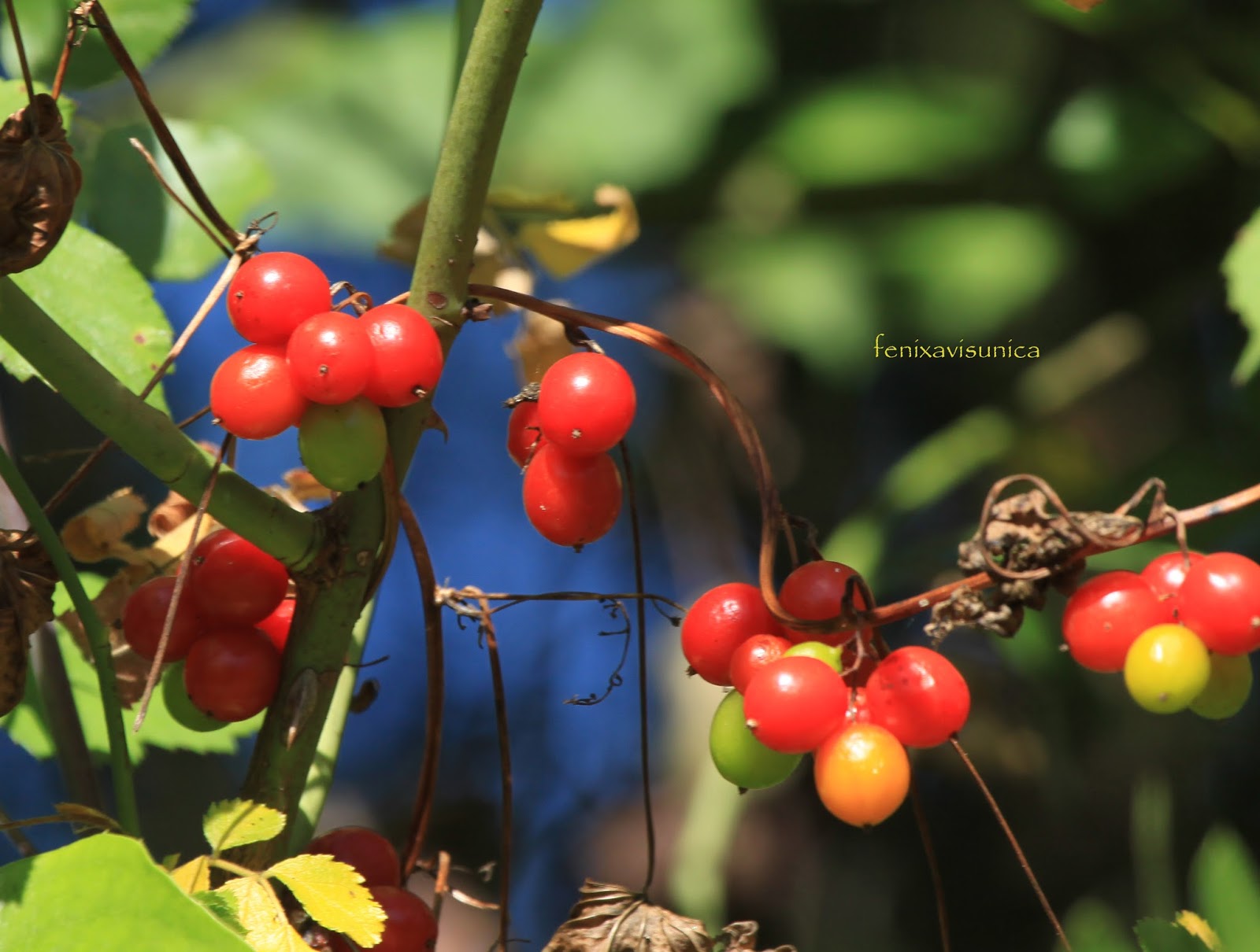 fenixavisunica .: Frutos de otoño por los Meandros del Nora.