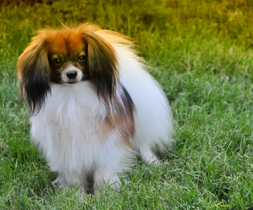 Road's End Papillons : Phalene + Papillon Siblings