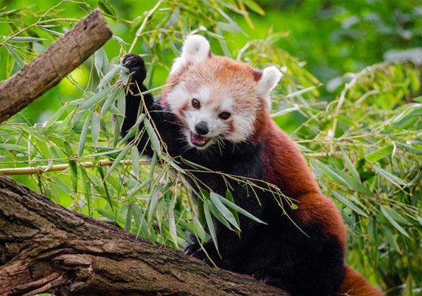 Panda Merah, Sang Pengunyah Bambu dari Himalaya | RE Tawon