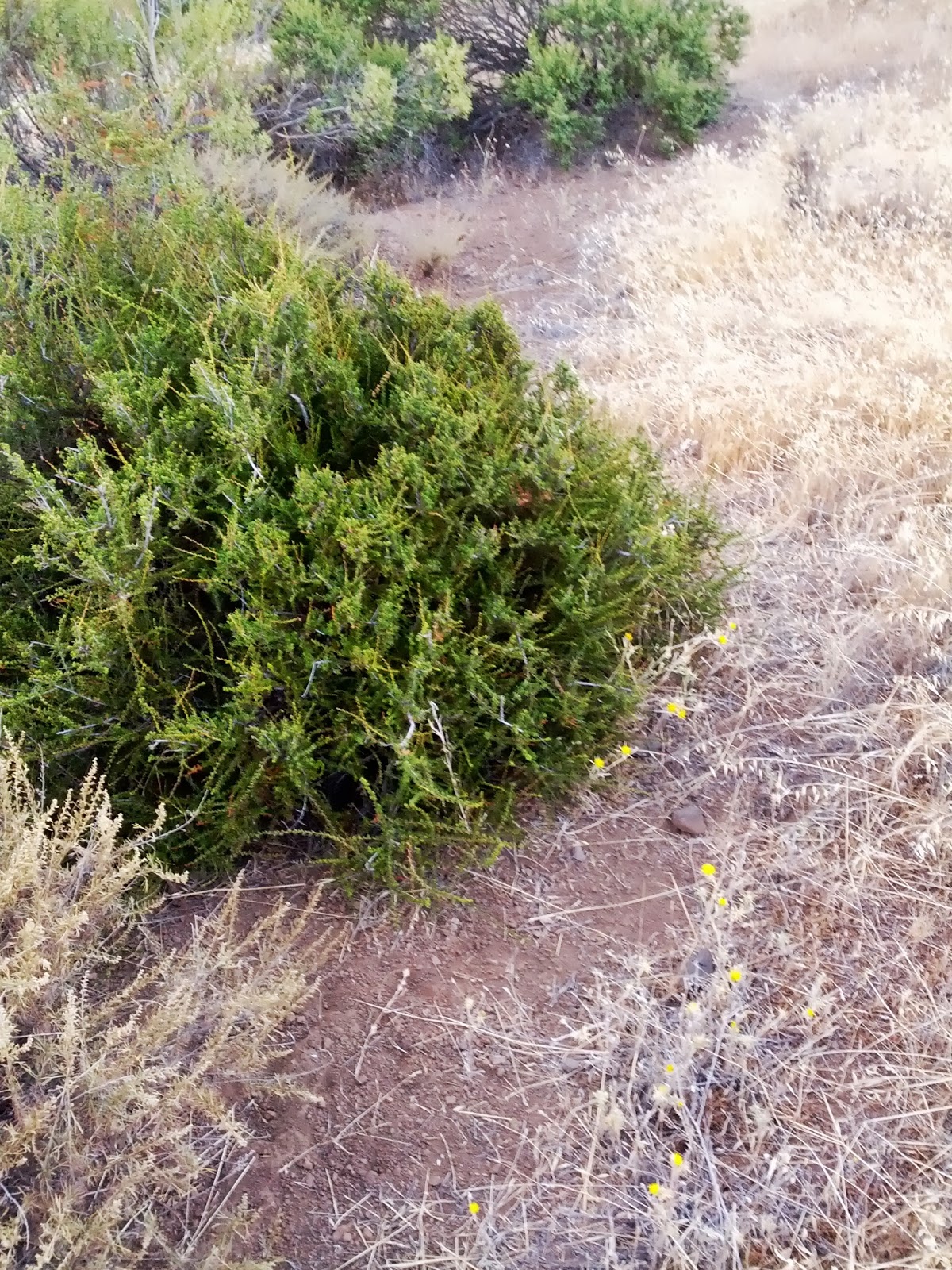Coyote Brush Chaparral