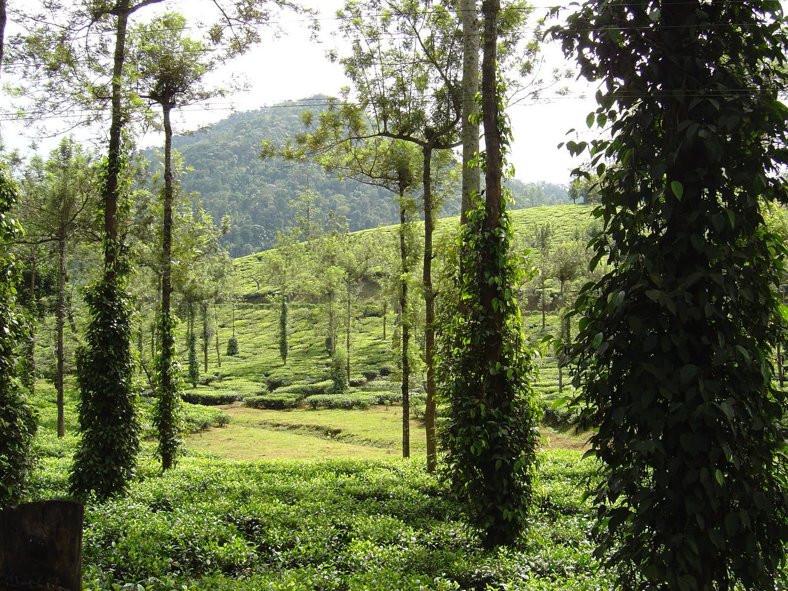 Tails of Athens: Kerala's Pepper