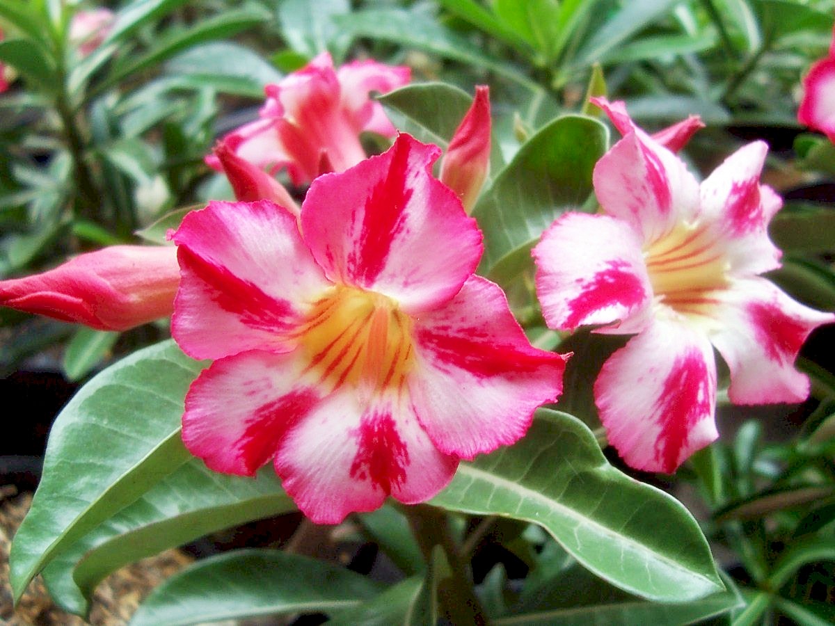 Budidaya adenium - BUDIDAYAKU