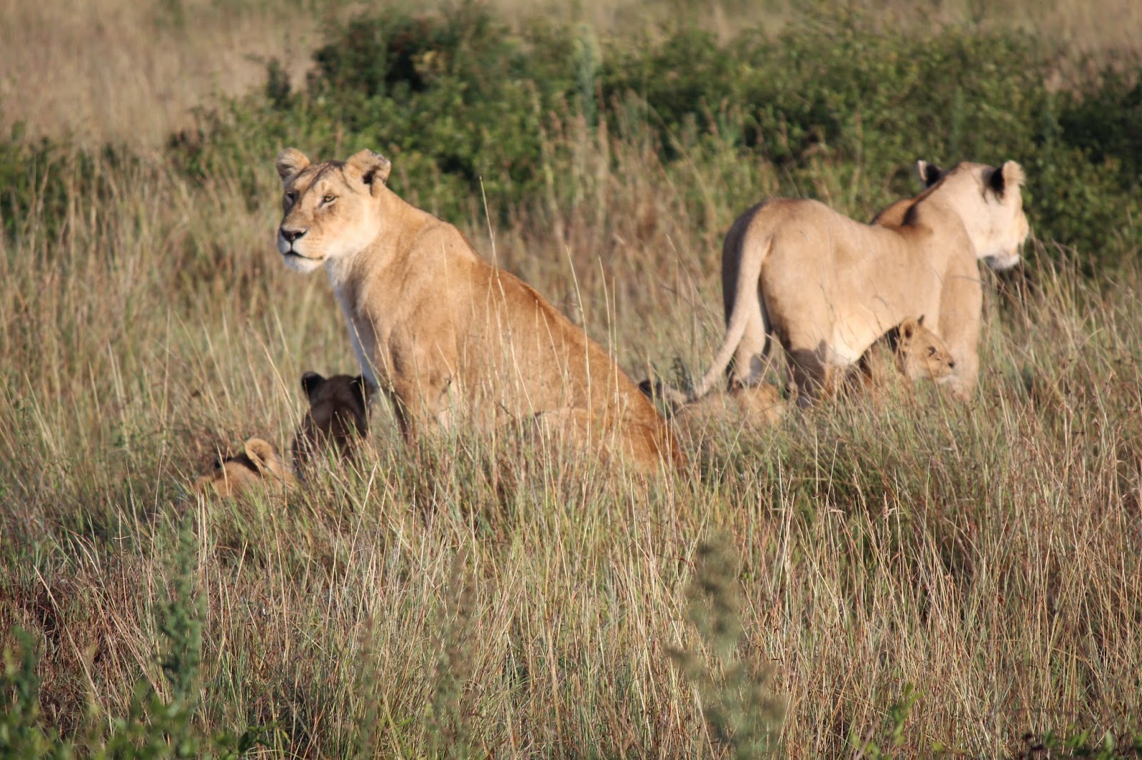 Souvenir Chronicles: AFRICA: MAASAI MARA LIONS (KENYA)
