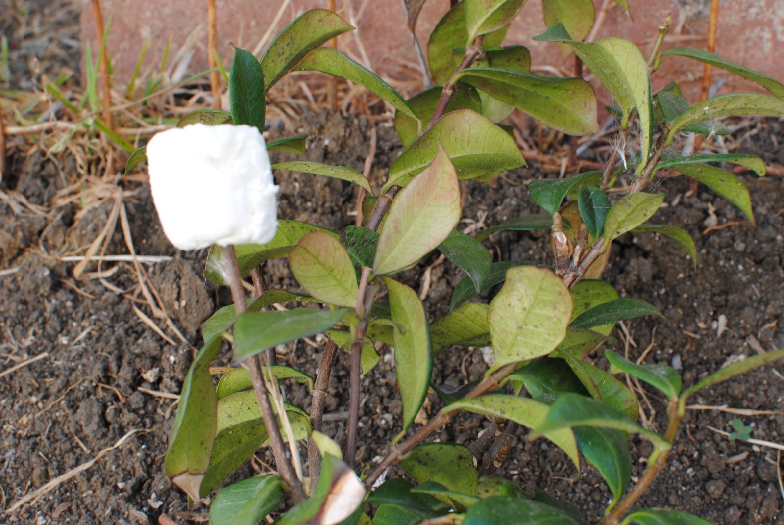 The Marshmallow Tree and Other April’s Fool Jokes