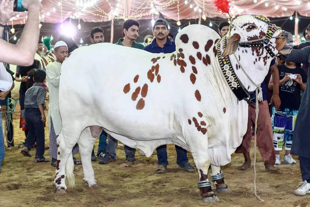 Festival Sapi Iedul Adha di Pakistan - Berkah156
