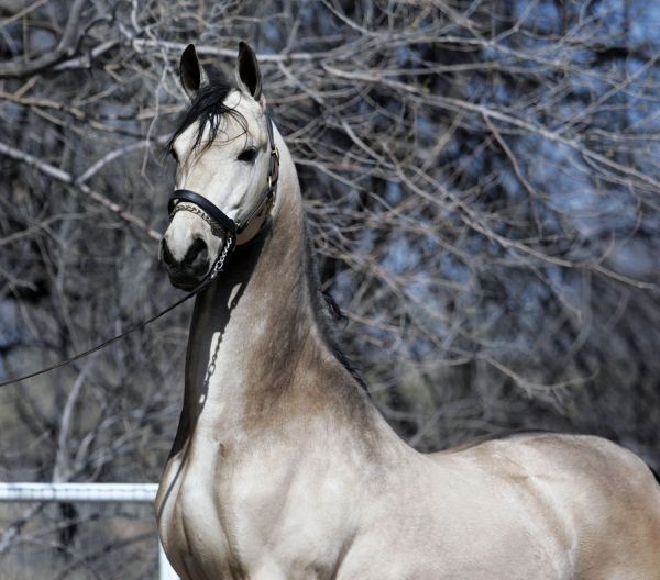 Akhal Teke Silver. Mira que caballos más preciosos... Mundo del Caballo Es