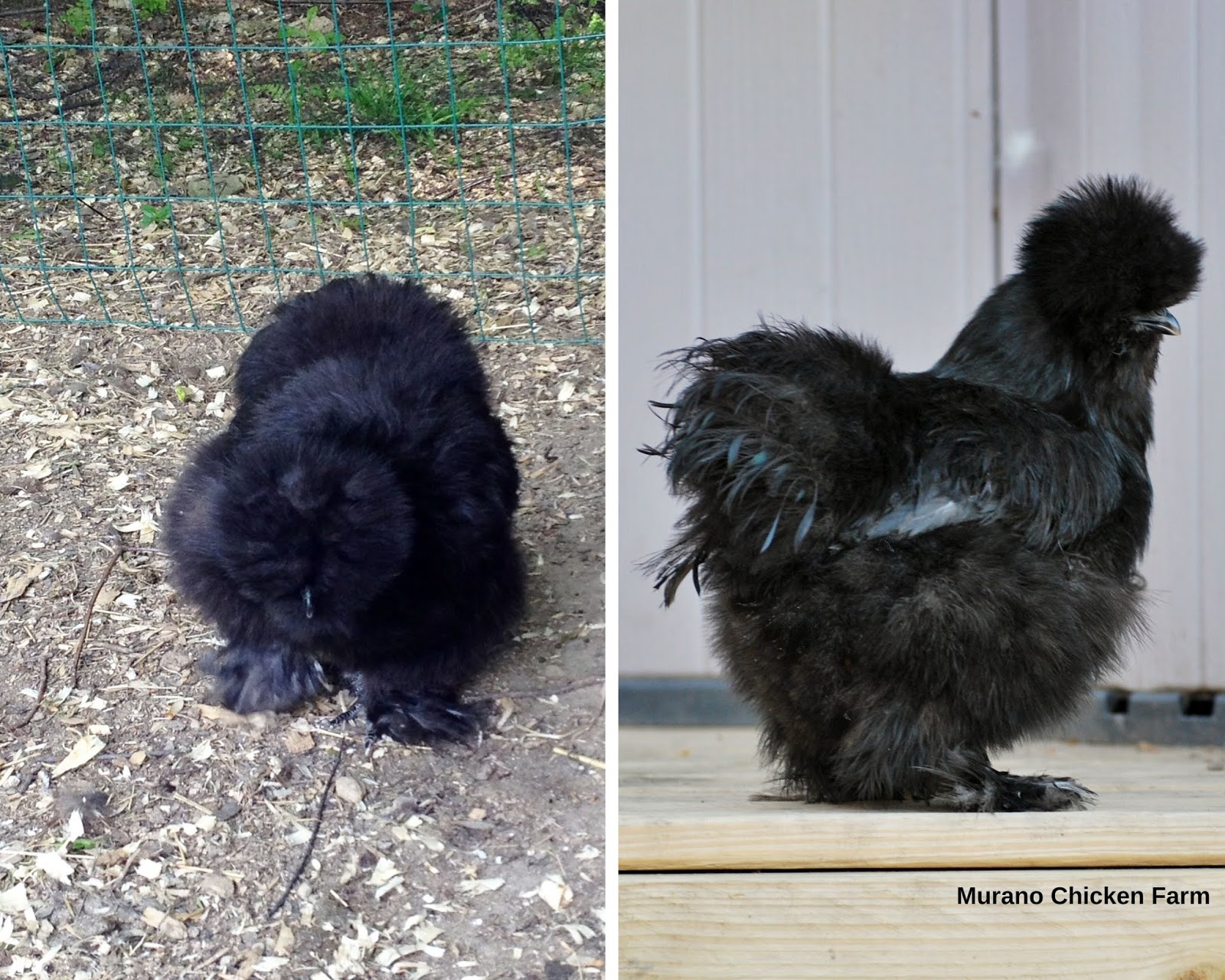 How to take better pictures of your chickens - Murano Chicken Farm