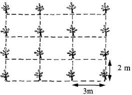 Have Fun Class: ORCHARD GARDENING