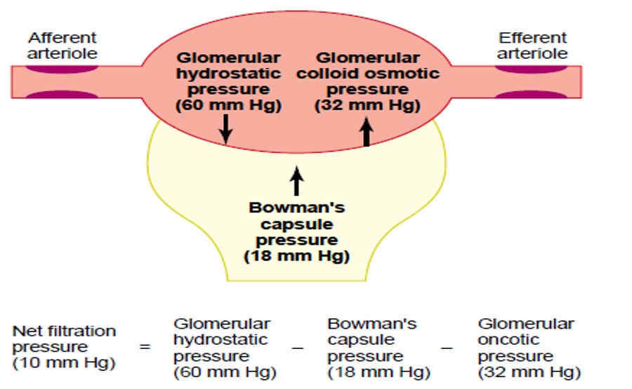 Glomerular Filtration Rate Determinants Of Gfr Factors Affecting Gfr