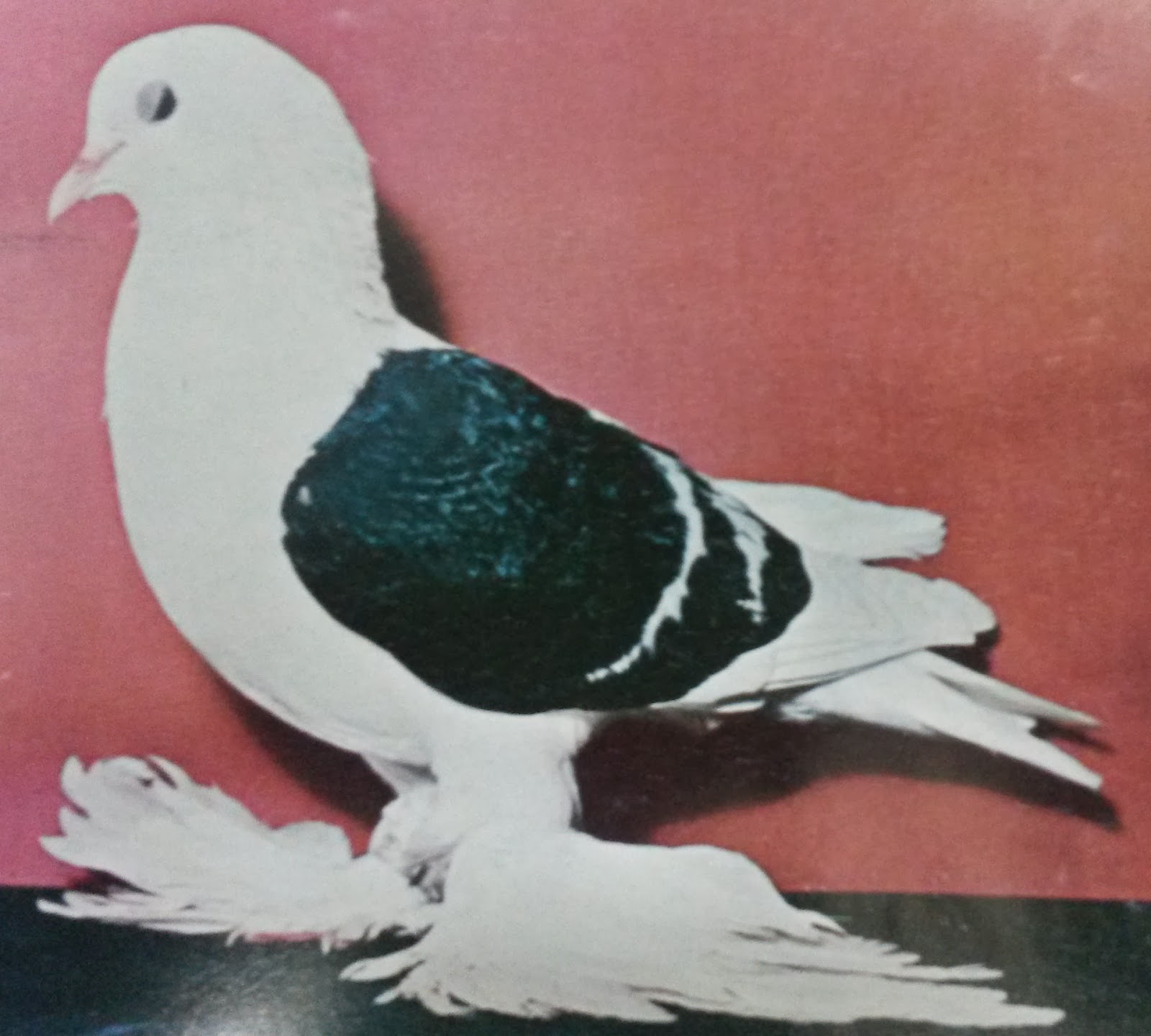 Saxon Shield Pigeon origin description size ornaments colors comment ...