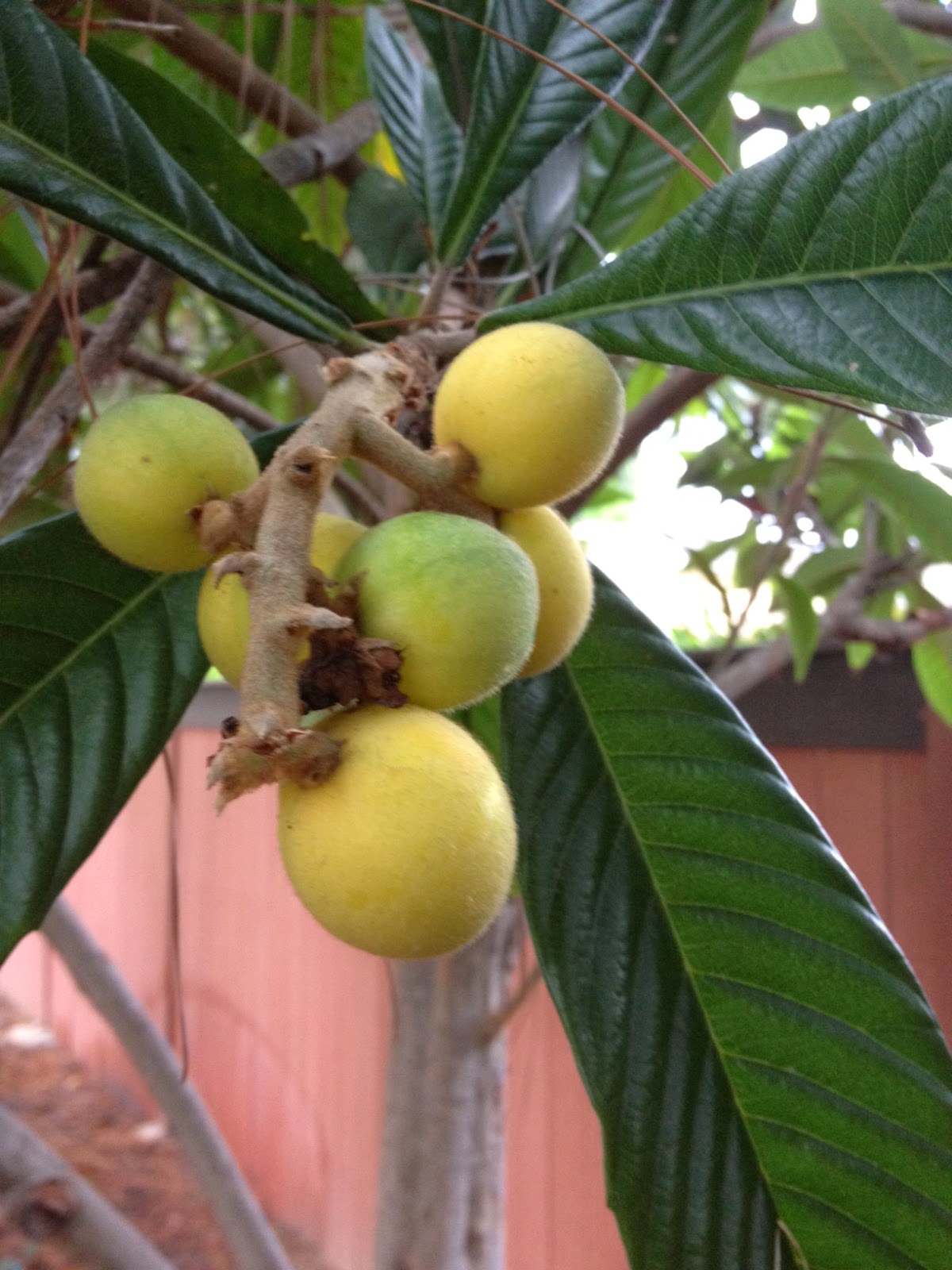 To Market, To Market with San Diego Foodstuff: Amy Finley's Pickled Loquats