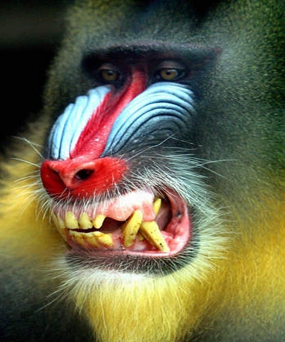 Sancara - Blog sull'Africa: Mandrillo: l'uomo scimmia