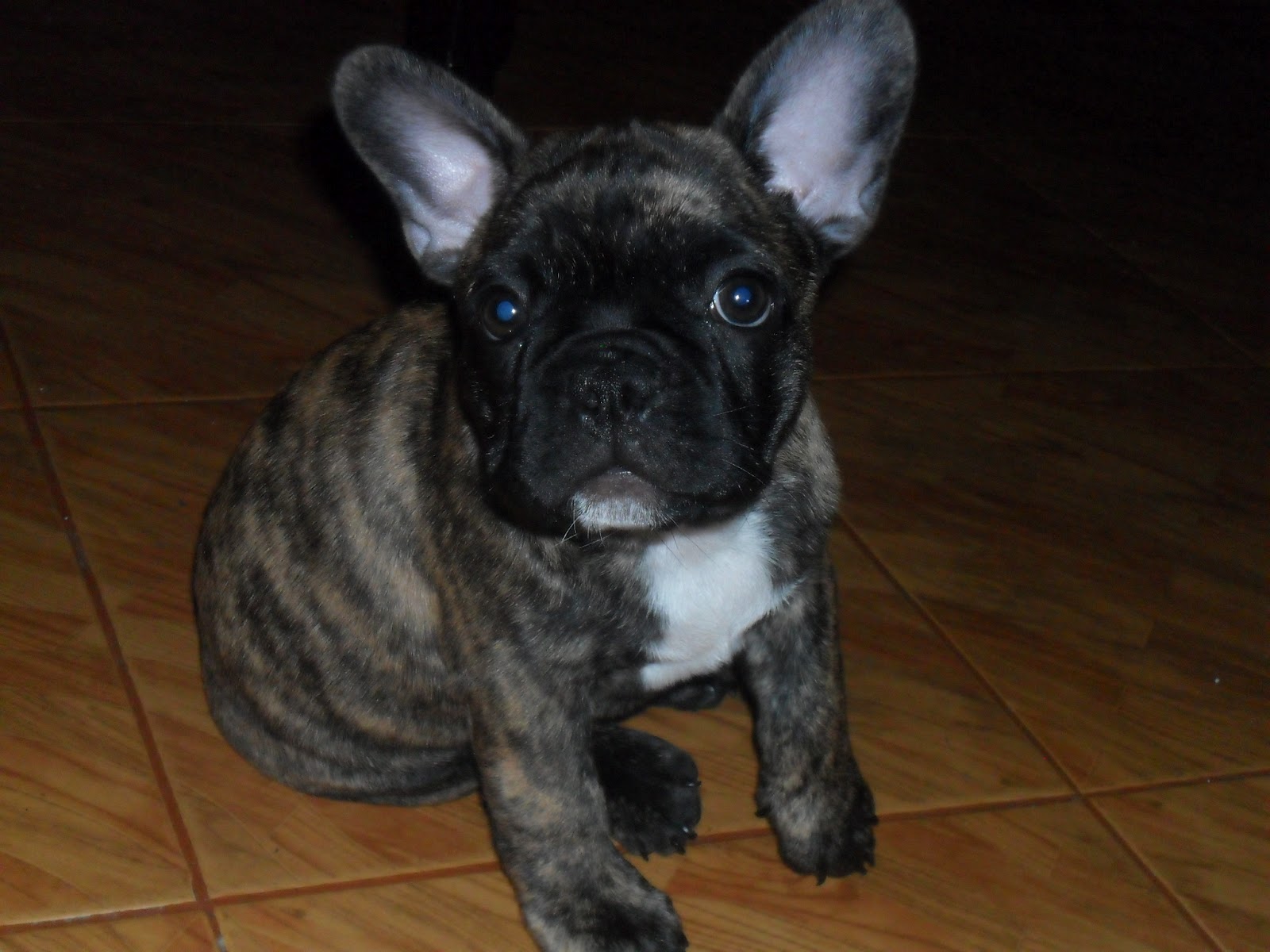 Lo mejor del Bulldog Frances: BULLDOG FRANCES barcino inverso