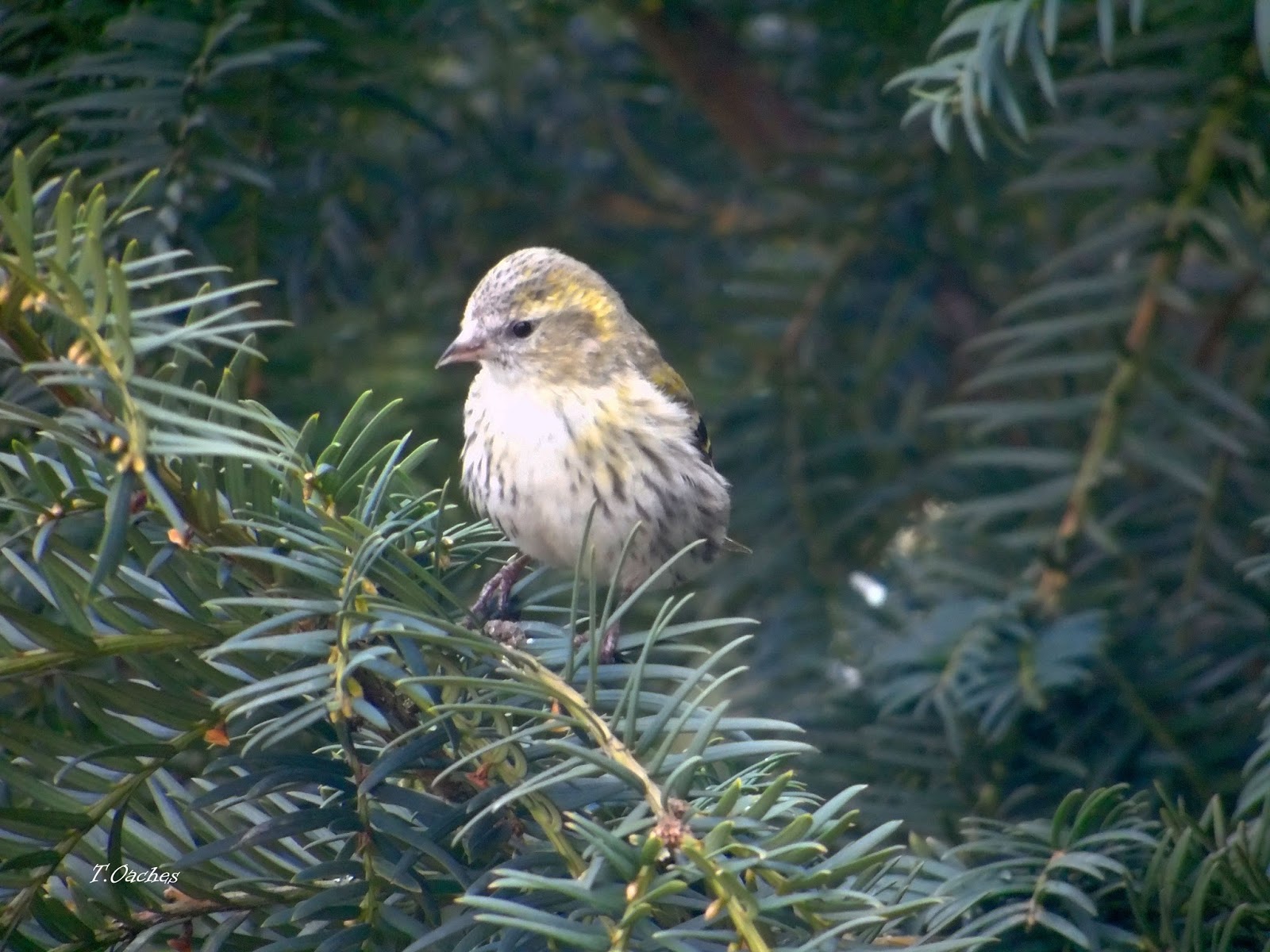 PASARI DIN ROMANIA: Scatiu