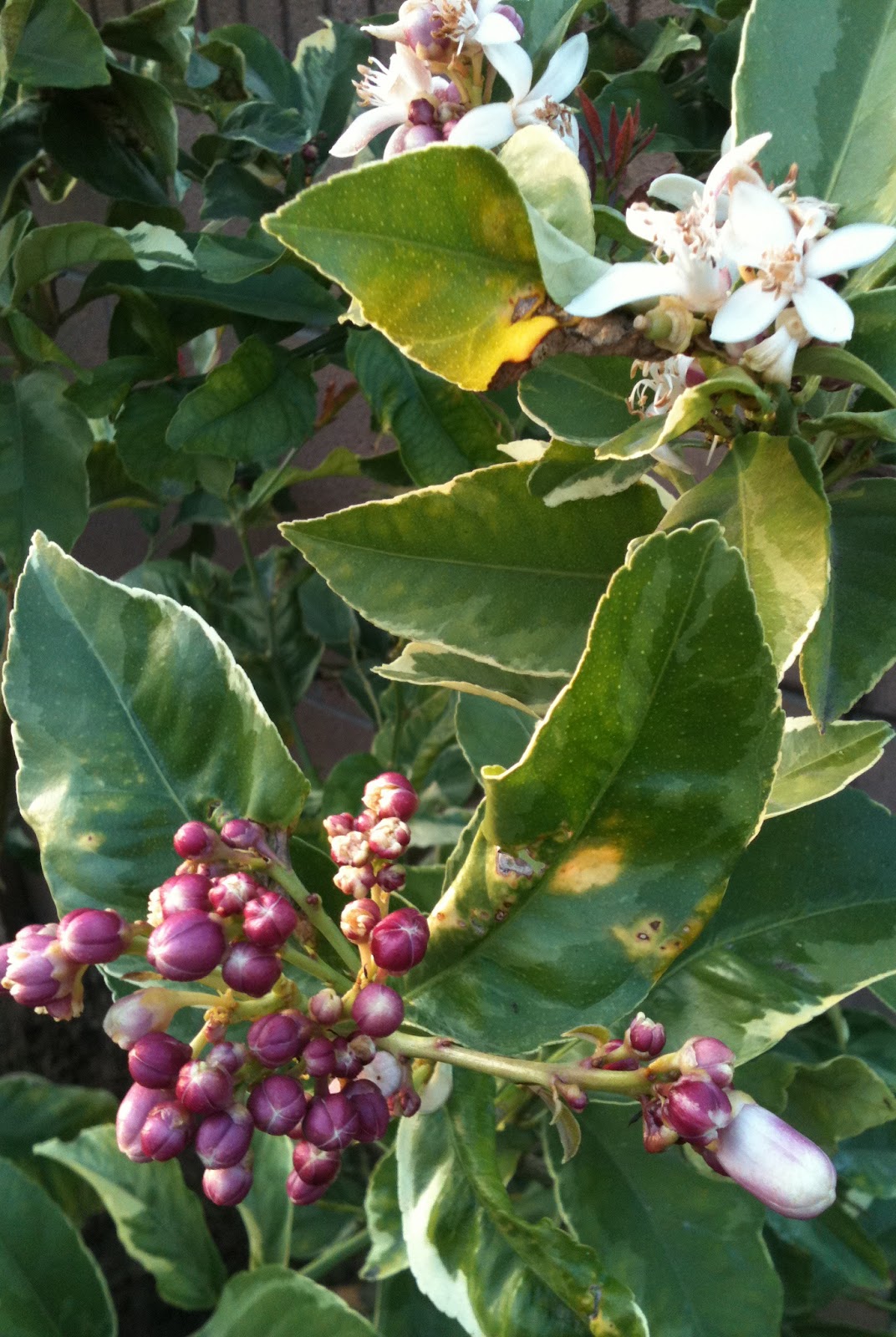 Pink Lemonade Tree For Sale at Clyde Rucker blog