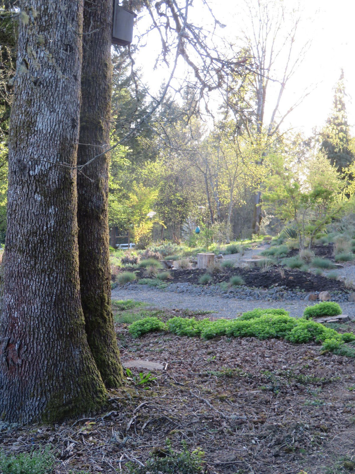 Mid-Spring at Chickadee Gardens