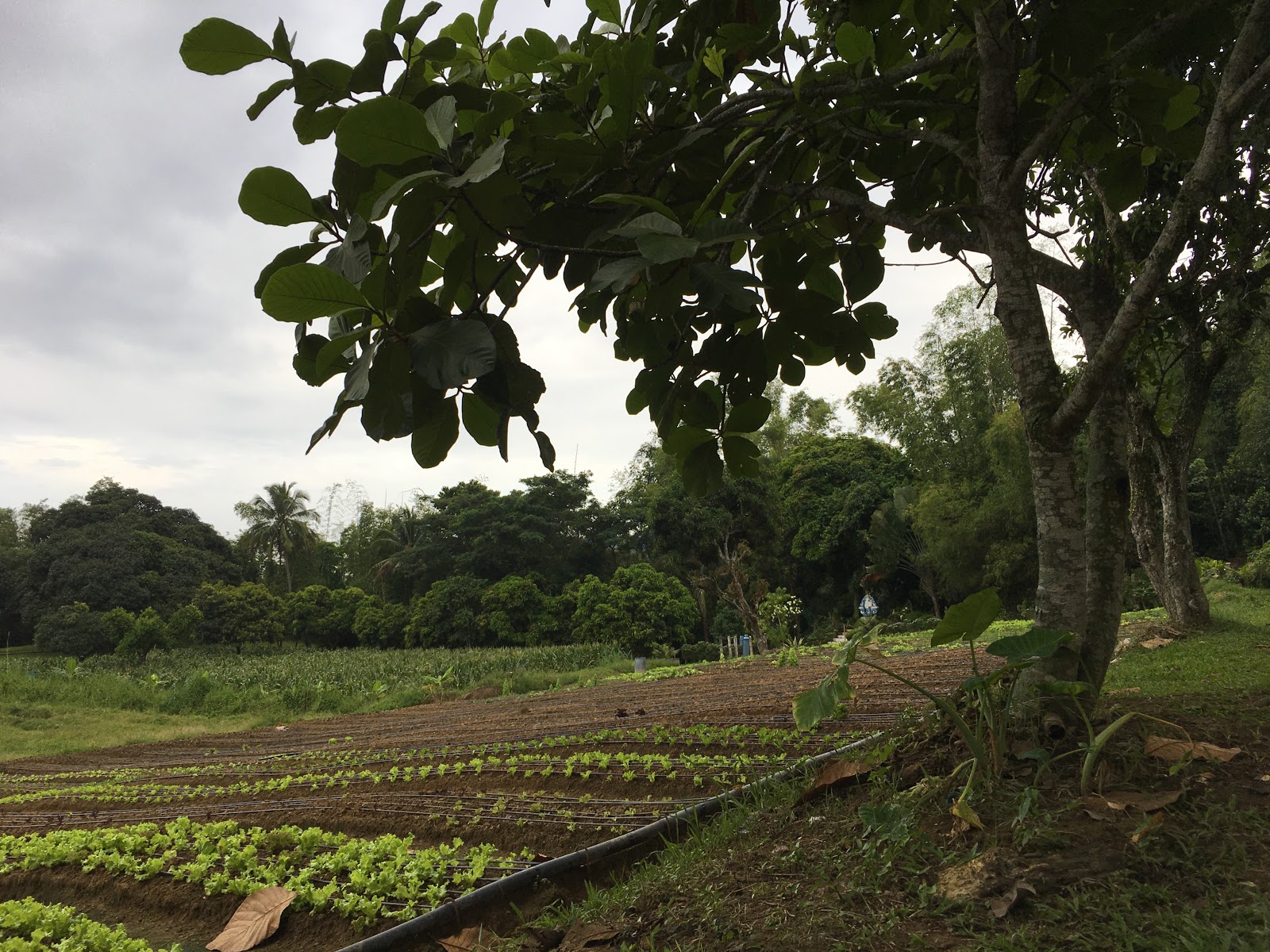 Nature's Presents : 🤳Adlawon Vacation Farm