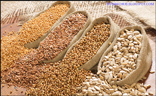 Oil Seed Crops Names and Chromosomes Numbers | Botanic Hub