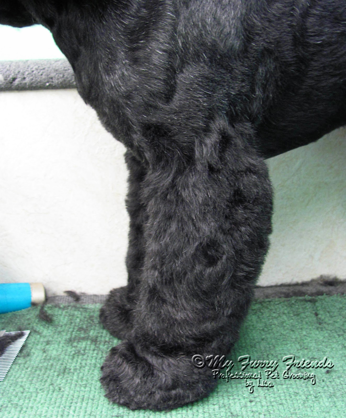 Pet Grooming: The Good, The Bad, & The Furry: What Would You Do? A Cockapoo